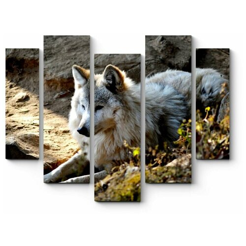Модульная картина Гималайский волк 101x82