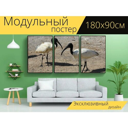 Модульный постер "Птица, ибис, черноголовый ибис" 180 x 90 см. для интерьера
