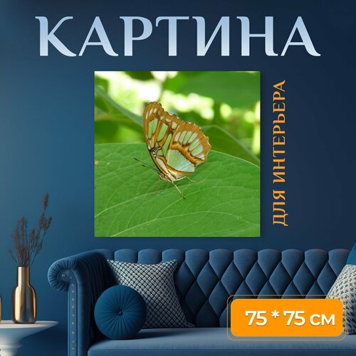 Картина на холсте "Природа, бабочка, насекомые" на подрамнике 75х75 см. для интерьера
