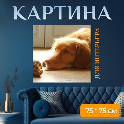 Картина на холсте "Собака, ретривер, толлинг" на подрамнике 75х75 см. для интерьера