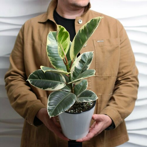Комнатное растение живое. Фикус эластика Тинеке в пластиковом горшке со вставкой, 50 см