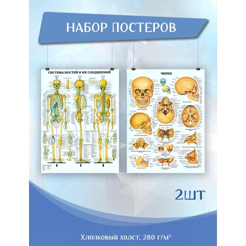 Набор постеров на холсте 2 шт - Анатомия человека скелет череп 60х80 см