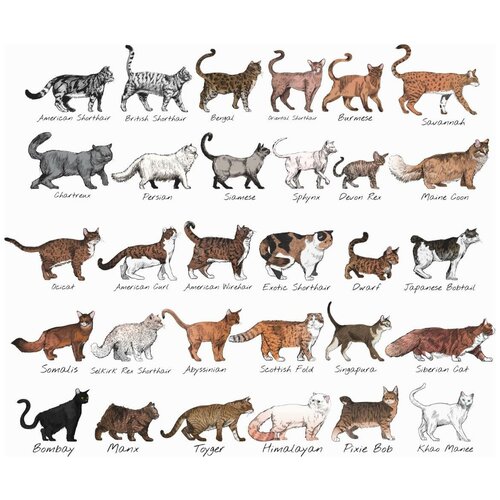 Постер / Плакат / Картина Разновидность пород кошек 60х90 см в раме