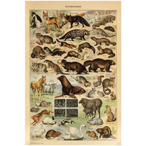 Постер / Плакат / Картина Виды пушных животных 40х50 см в подарочном тубусе