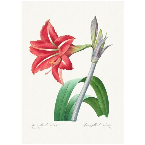 Постер / Плакат / Картина Дикие цветы - Бразильский амариллис 90х120 см в подарочном тубусе