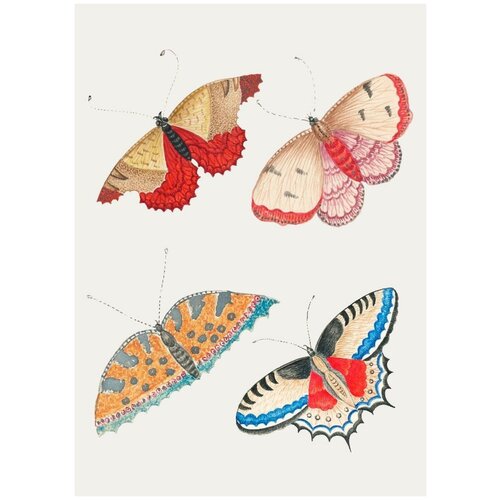 Постер / Плакат / Картина Бабочки - Нежные бабочки 50х70 см в подарочном тубусе
