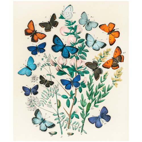 Постер / Плакат / Картина Калейдоскоп порхающих бабочек 90х120 см в подарочном тубусе