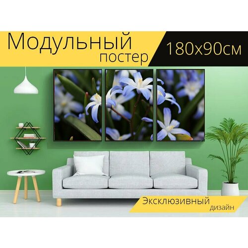Модульный постер "Звезда гиацинт, цветы, завод" 180 x 90 см. для интерьера