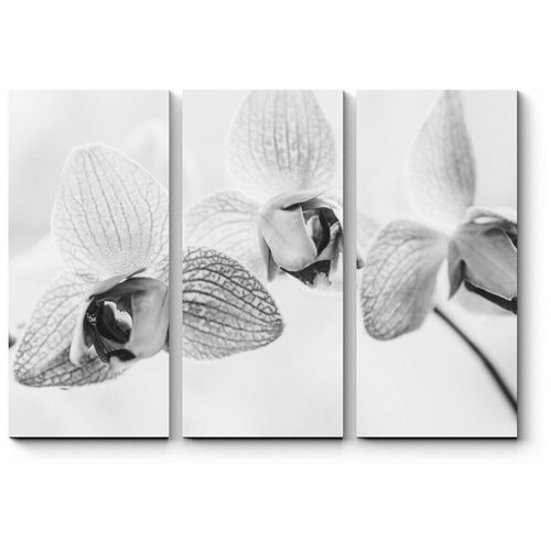Модульная картина Черно-белые орхидеи 180x129