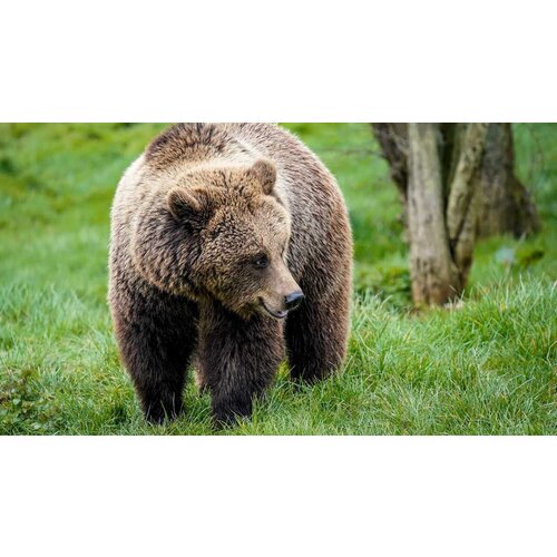 Картина на холсте 60x110 LinxOne "Бурый медведь милый голова" интерьерная для дома / на стену / на кухню / с подрамником