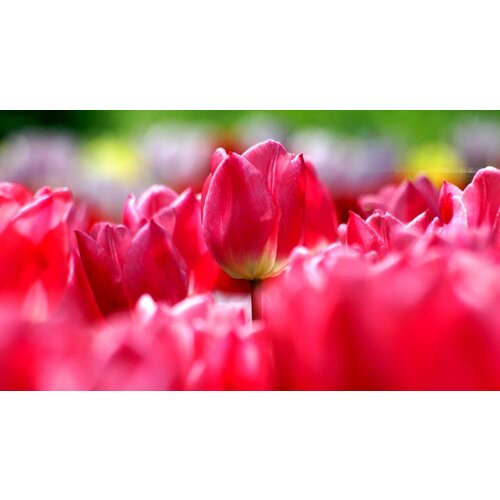 Картина на холсте 60x110 LinxOne "Весна много тюльпаны" интерьерная для дома / на стену / на кухню / с подрамником