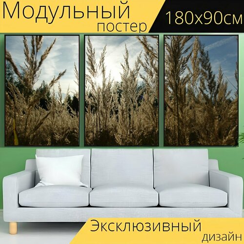 Модульный постер "Трава, сухая, природа" 180 x 90 см. для интерьера