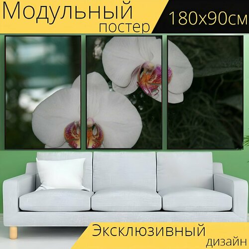 Модульный постер "Орхидея, цветок, белый" 180 x 90 см. для интерьера