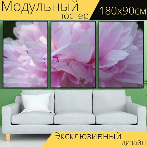 Модульный постер "Пион, цветок, розовый" 180 x 90 см. для интерьера