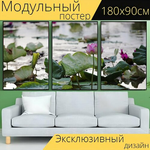Модульный постер "Лотос, водяная лилия, водные растения" 180 x 90 см. для интерьера