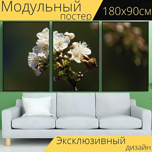 Модульный постер "Цветение вишни, белые цветки, блум" 180 x 90 см. для интерьера
