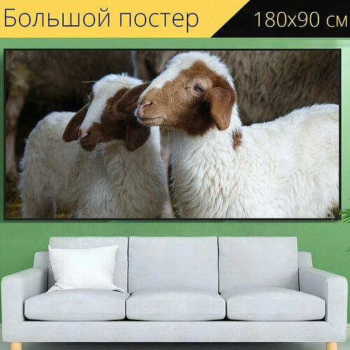 Большой постер "Овец, овчарня, овечий сыр" 180 x 90 см. для интерьера