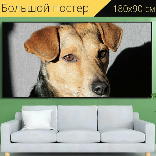 Большой постер "Собака, гибридный, смешанные породы собак" 180 x 90 см. для интерьера