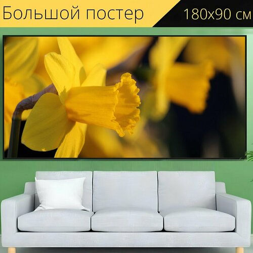 Большой постер "Нарцисс, цветок, завод" 180 x 90 см. для интерьера