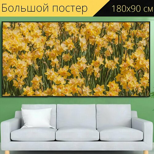 Большой постер "Нарциссы, цветы, нарцисс" 180 x 90 см. для интерьера