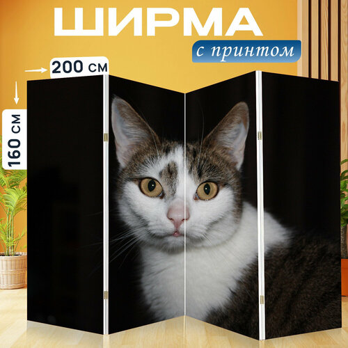 Ширма перегородка с принтом "Портрет, кот, домашнее животное" на холсте - 200x160 см. для зонирования, раскладная