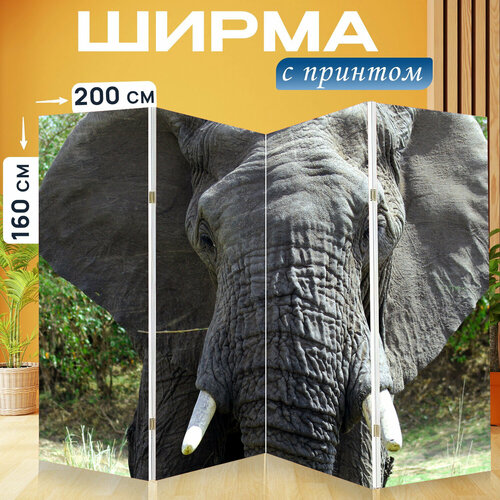 Ширма перегородка с принтом "Слон, африка, сафари" на холсте - 200x160 см. для зонирования, раскладная