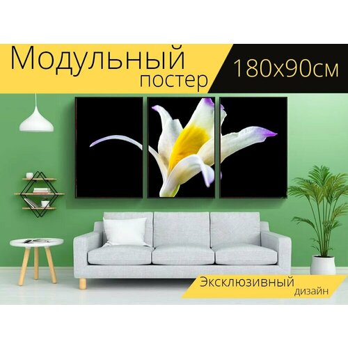Модульный постер "Дикая орхидея, орхидея, цветок" 180 x 90 см. для интерьера