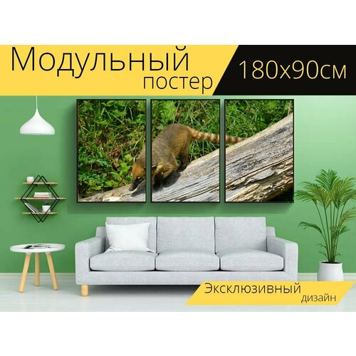 Модульный постер "Коати, южноамериканский коати, кошачий хвост" 180 x 90 см. для интерьера