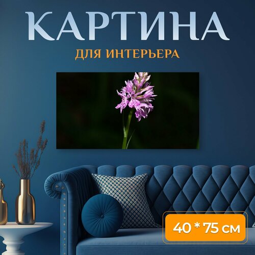 Картина на холсте "Орхидея, завод, цветок" на подрамнике 75х40 см. для интерьера