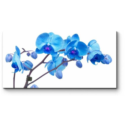 Модульная картина Орхидея небесного цвета 40x20
