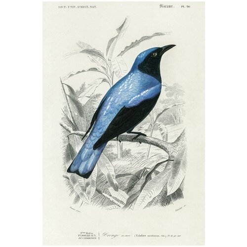 Постер / Плакат / Картина Птица Дронго с квадратным хвостом 50х70 см в подарочном тубусе