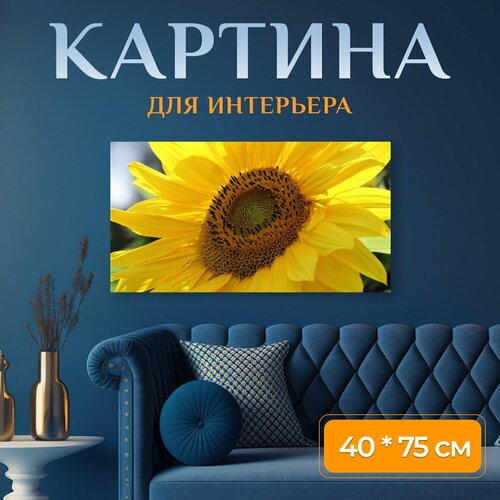Картина на холсте "Подсолнух, подсолнечник, цветок" на подрамнике 75х40 см. для интерьера
