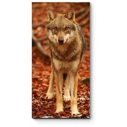 Модульная картина Волк в осеннем лесу 30x60