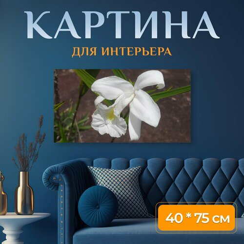 Картина на холсте "Цветок, орхидеи белый, цветы" на подрамнике 75х40 см. для интерьера