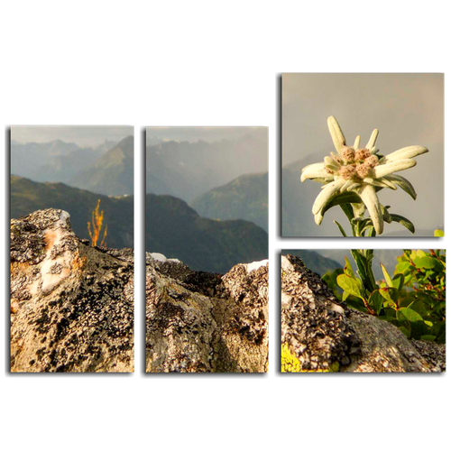 Модульная картина Эдельвейс горный цветок 128х89 см