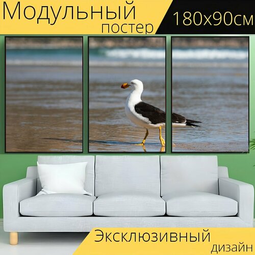Модульный постер "Чайка, тихоокеанская чайка, ларус пацификус" 180 x 90 см. для интерьера