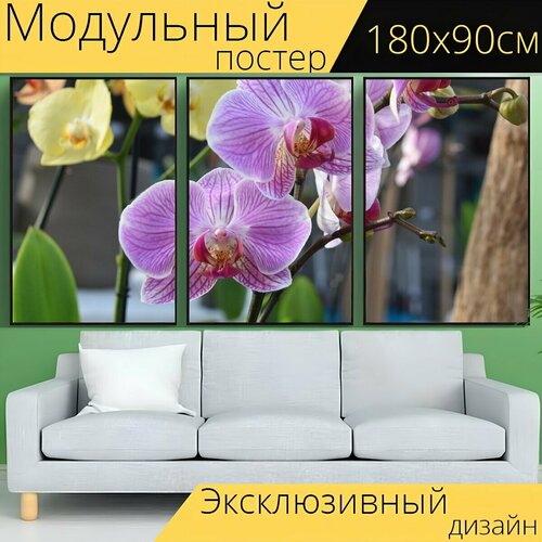 Модульный постер "Орхидеи, цветок орхидеи, розовый цвет" 180 x 90 см. для интерьера