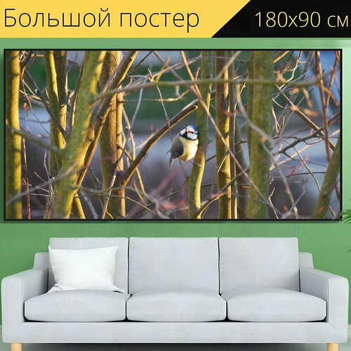 Большой постер "Лазоревка, птица, природа" 180 x 90 см. для интерьера