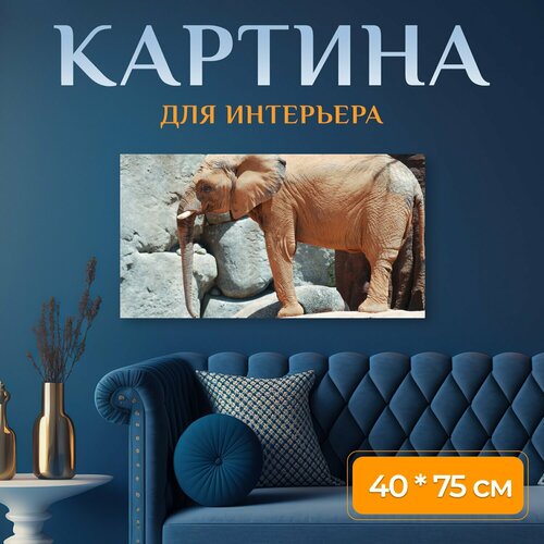 Картина на холсте "Слон, зоопарк, животное" на подрамнике 75х40 см. для интерьера