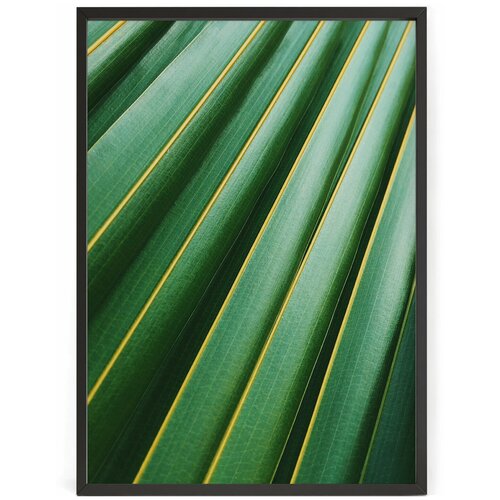 Фото-постер на стену с изображением тропического листа 50 x 40 см в тубусе
