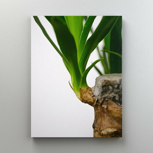 Интерьерная картина на холсте "Растение Юкка" размер 30x40 см