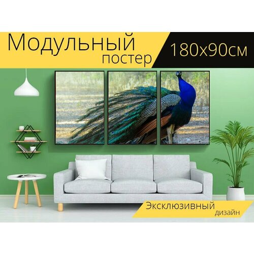 Модульный постер "Павлин, турция, птица" 180 x 90 см. для интерьера