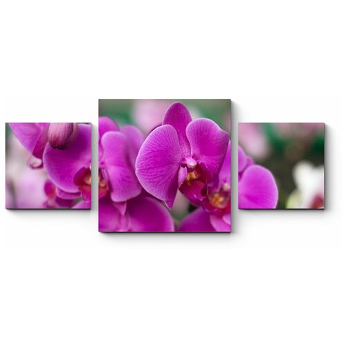 Модульная картина Прекрасные и нежные орхидеи 90x39