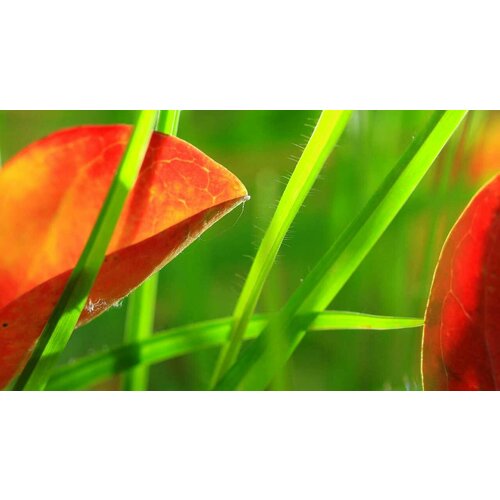 Картина на холсте 60x110 Альянс Лес "Трава листья природа краски" на подрамнике / интерьер/ декор