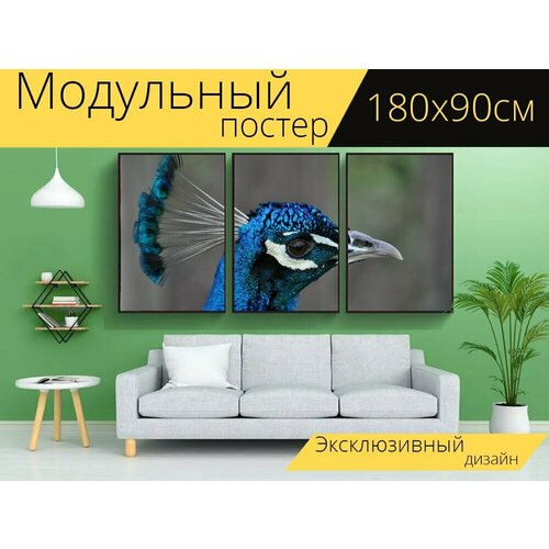 Модульный постер "Павлин, голова павлина, синий" 180 x 90 см. для интерьера