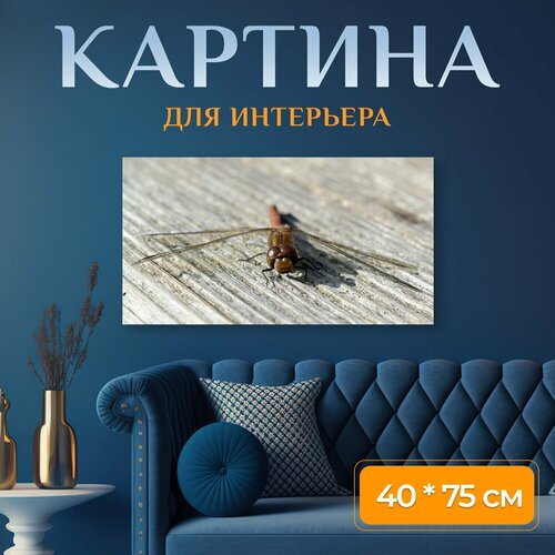 Картина на холсте "Стрекоза, крыло, насекомое" на подрамнике 75х40 см. для интерьера