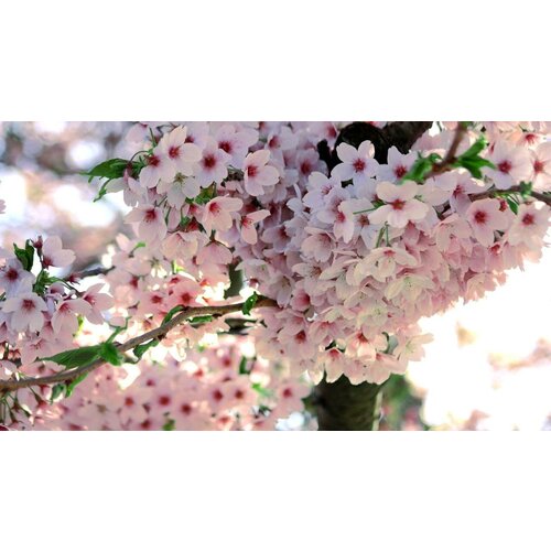 Картина на холсте 60x110 LinxOne "Весна цветы макро дерево" интерьерная для дома / на стену / на кухню / с подрамником