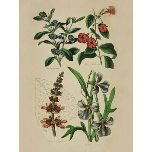 Плакат, постер на бумаге Roella Clegans, Fuchosia Wormaldii, Salvia Confertiflora, Lobelia Ramosa/искусство/арт/абстракция. Размер 42 х 60 см