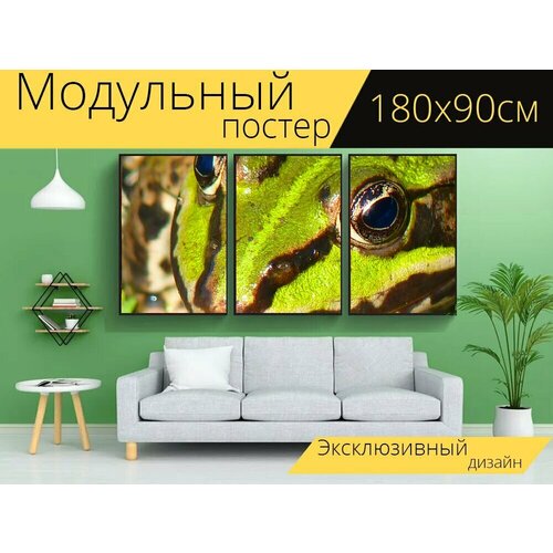 Модульный постер "Пруд лягушка, лягушка, амфибия" 180 x 90 см. для интерьера