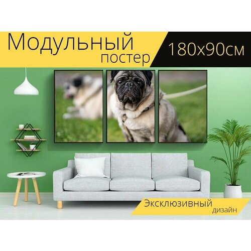 Модульный постер "Мопс, собака, милый" 180 x 90 см. для интерьера